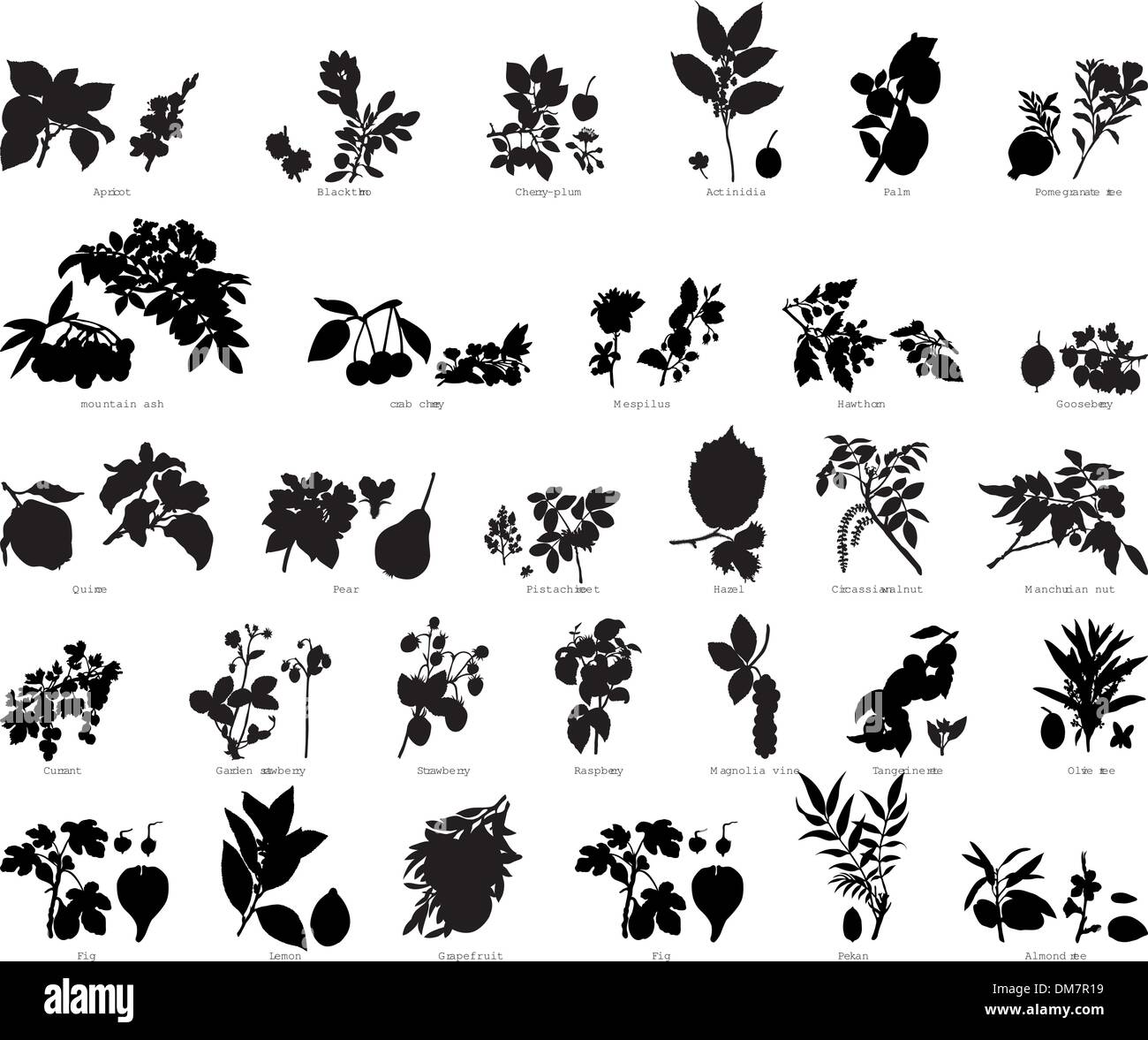 Branch part plants Stock Vector Images - Alamy