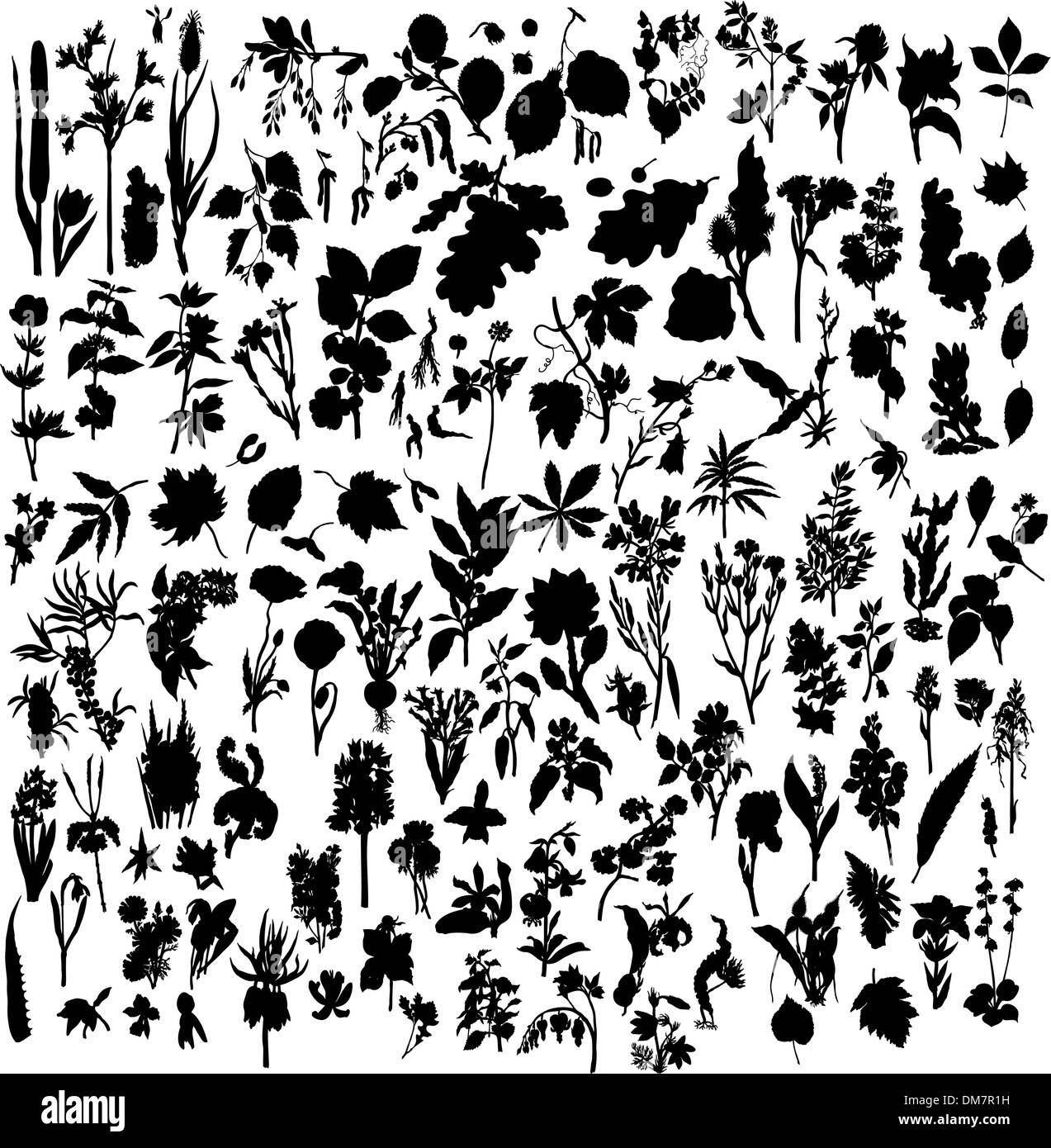 Background different summer flowers Black and White Stock Photos ...