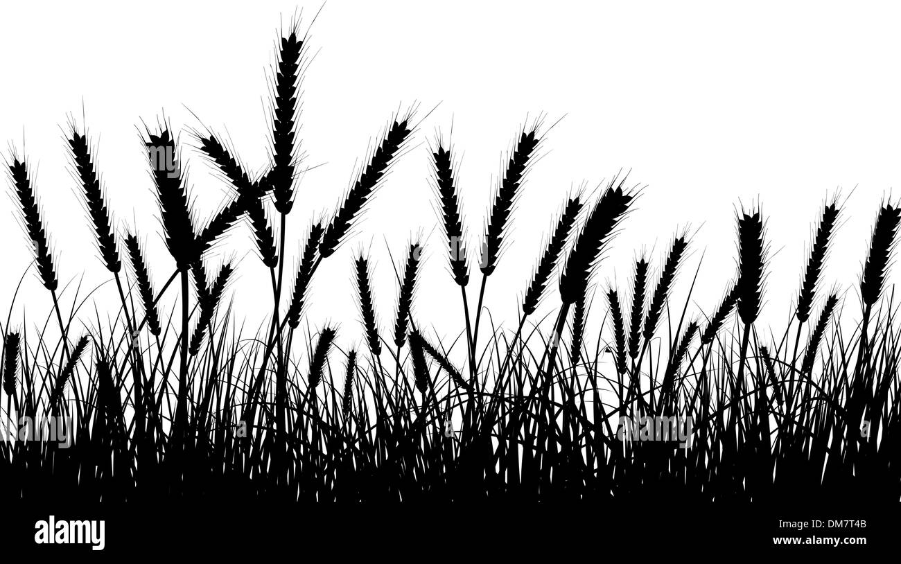 Wheat Stock Vector Images - Alamy