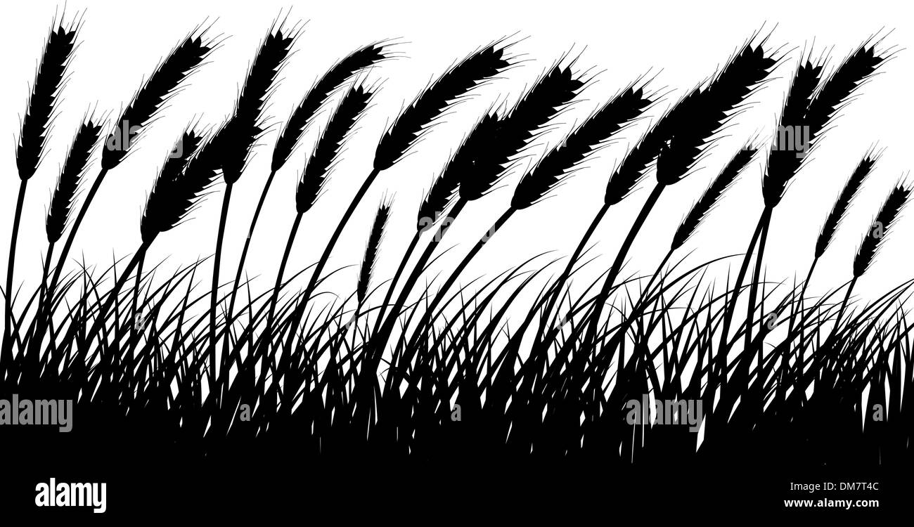 wheat and grass Stock Vector Image & Art - Alamy