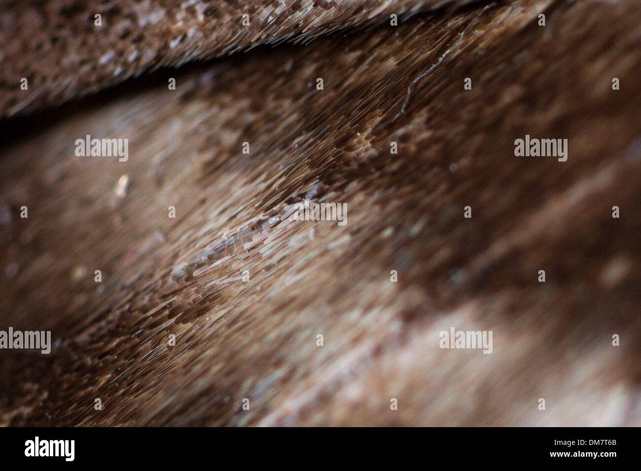 Macro photograph of a moth's scales Stock Photo - Alamy