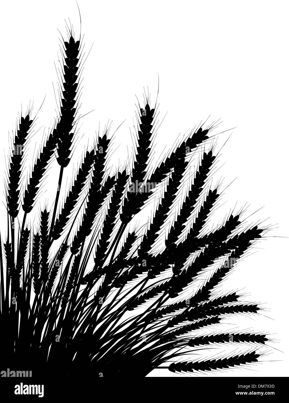 wheat and grass Stock Vector Image & Art - Alamy