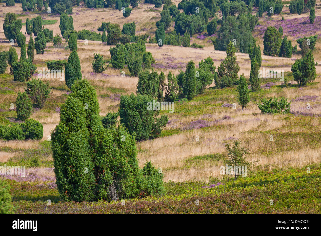 Lüneburg Heath / Lunenburg Heathland showing common juniper trees and ...