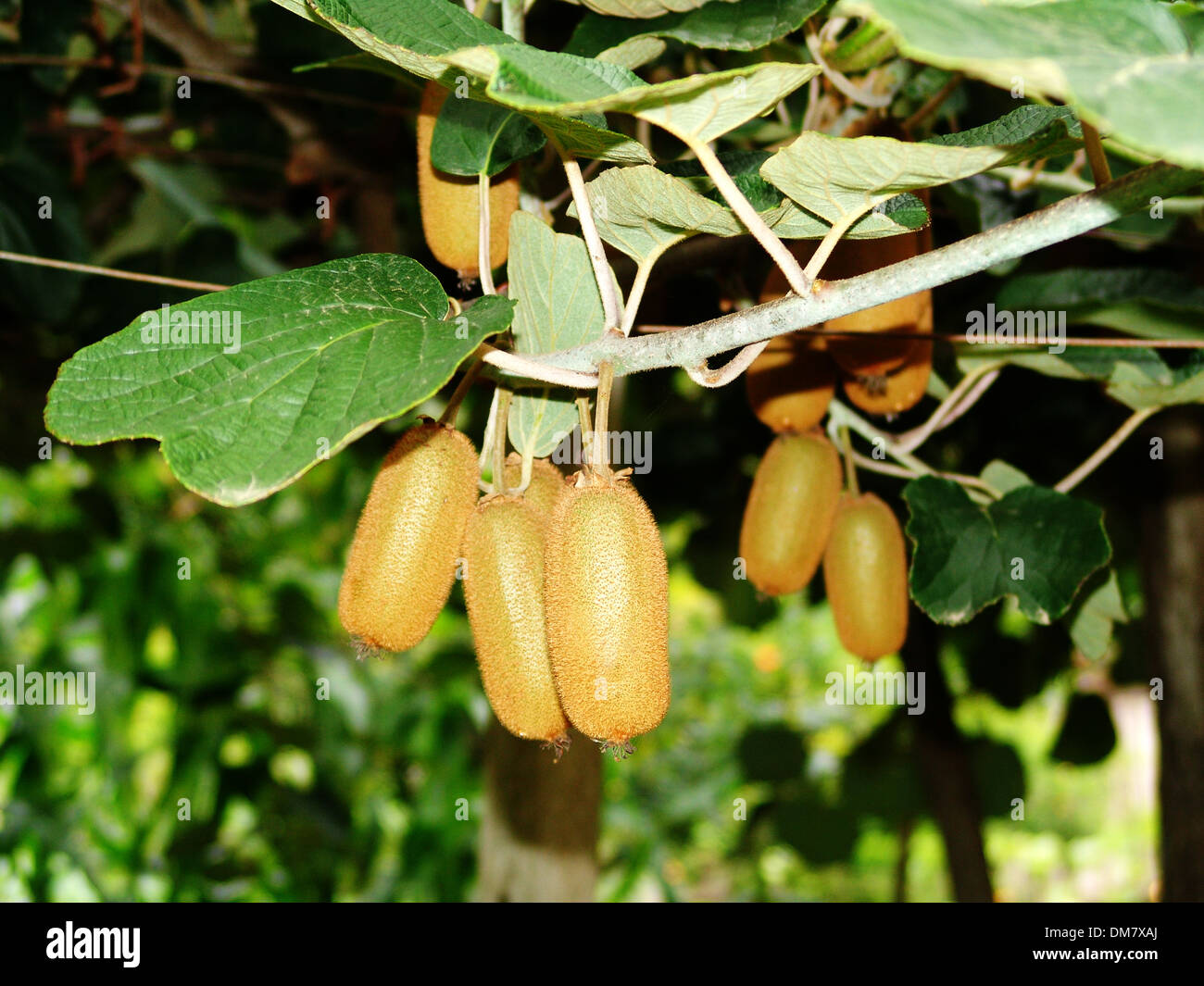 kiwi fruits plantation Stock Photo - Alamy