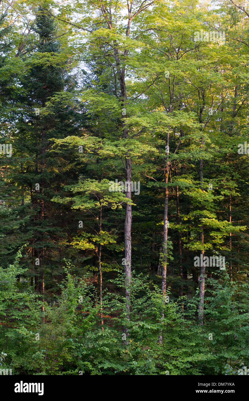 North quebec summer not city hi-res stock photography and images - Alamy