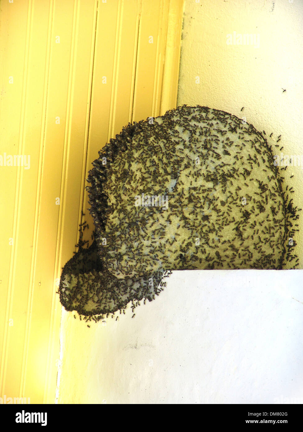 House insects hi-res stock photography and images - Alamy