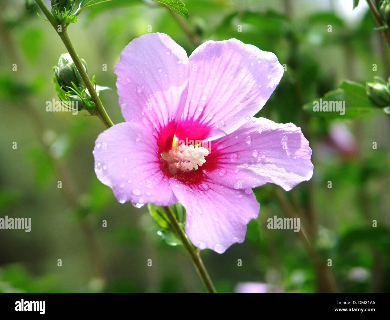purple hibiscus flower Stock Photo - Alamy