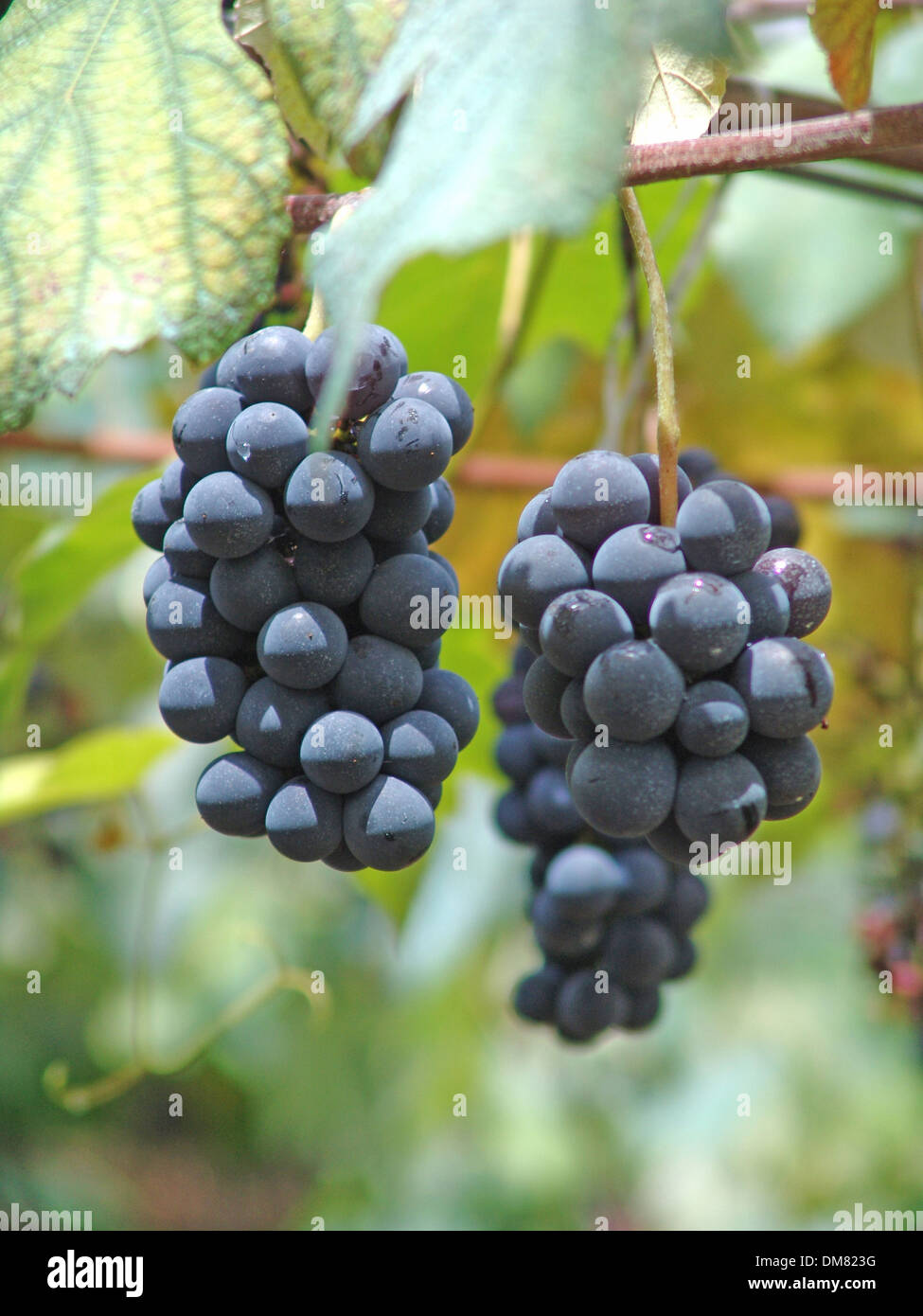 plantation grapes bunches farm fields area background green nature ...