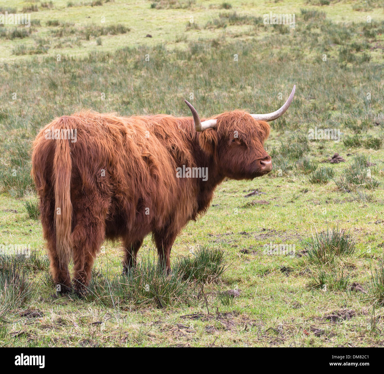 Furry highland cow standing hi-res stock photography and images - Alamy
