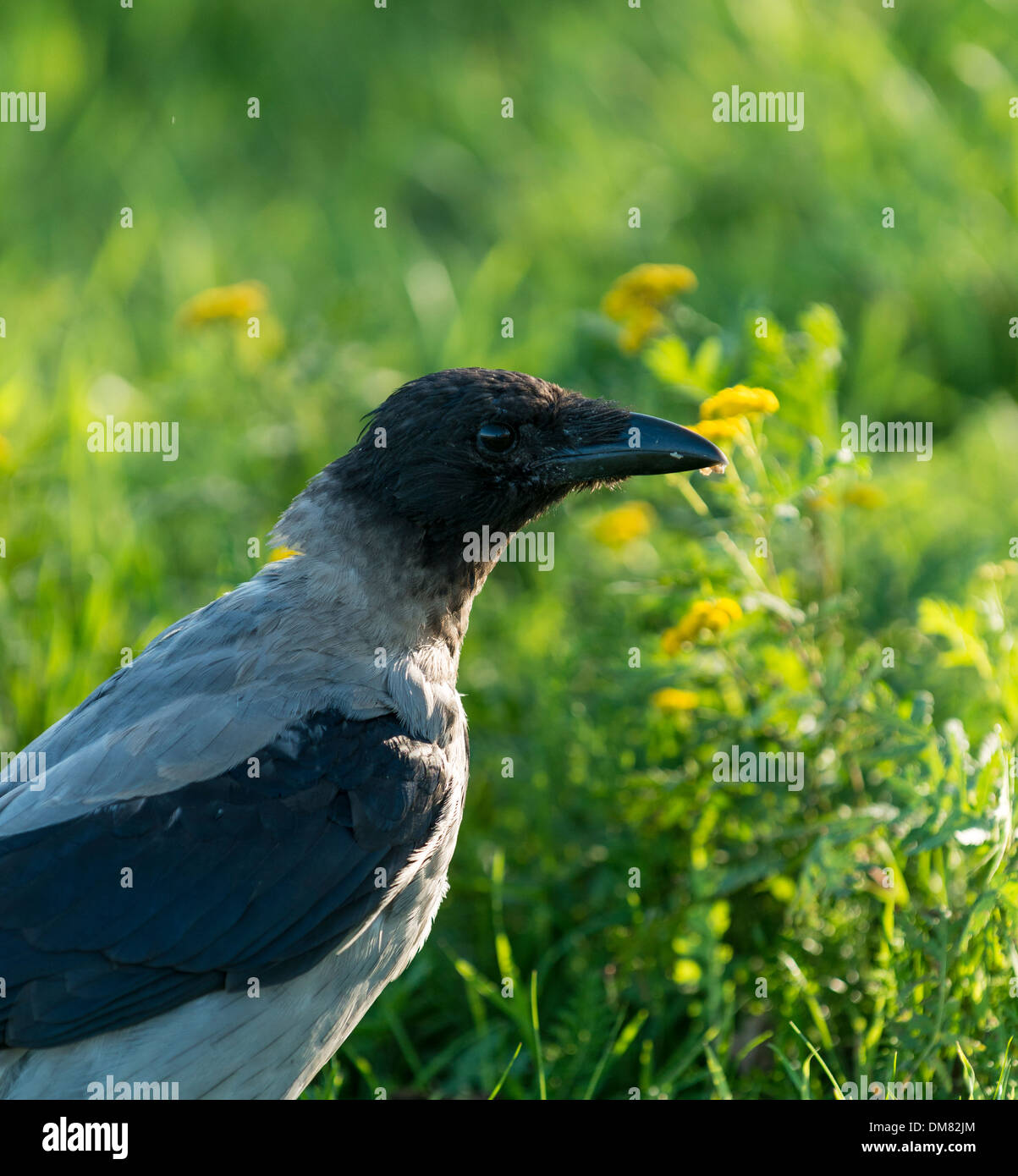 Black crow head hi-res stock photography and images - Alamy