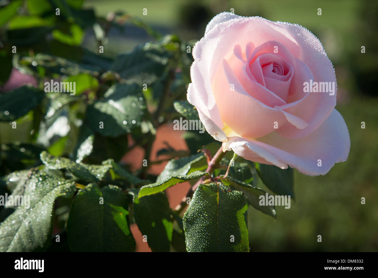 Louis xiv french garden hi-res stock photography and images - Alamy