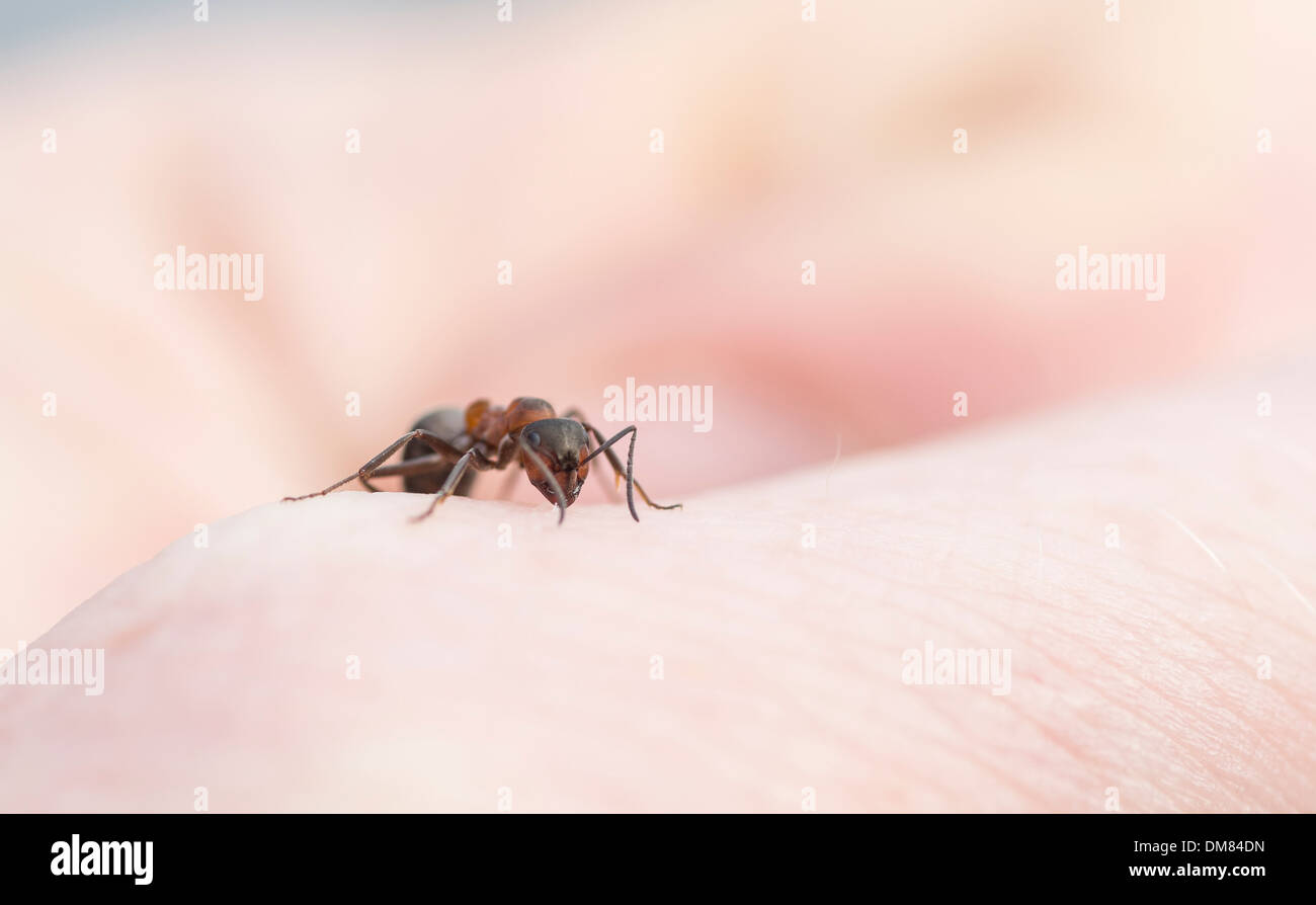 Red ant biting in a hand Stock Photo - Alamy