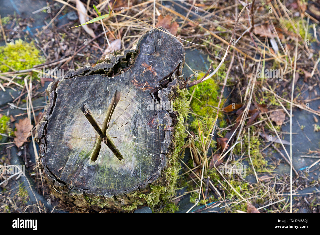 X mark tree hi-res stock photography and images - Alamy