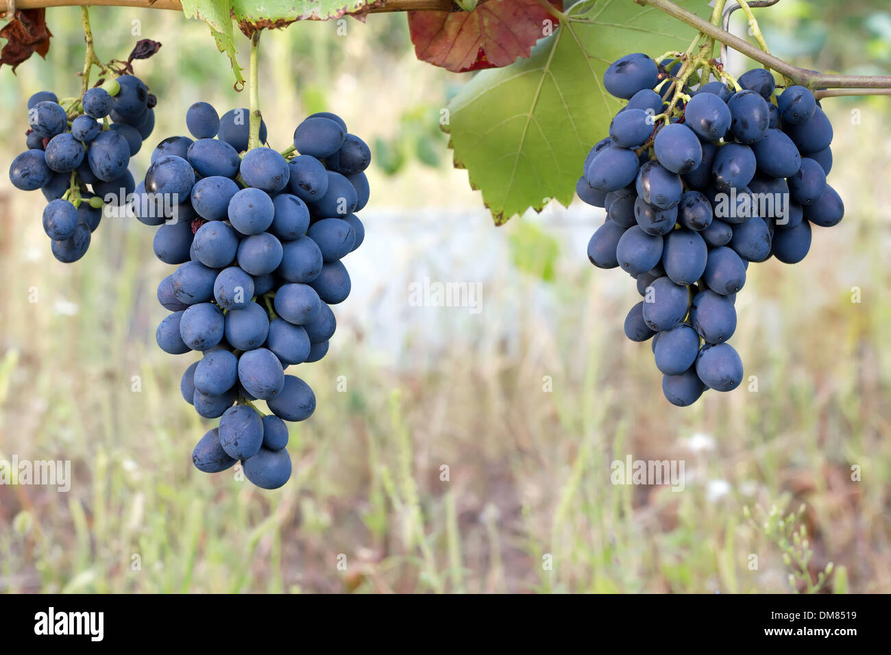Purple red grapes with green leaves on the vine Stock Photo - Alamy