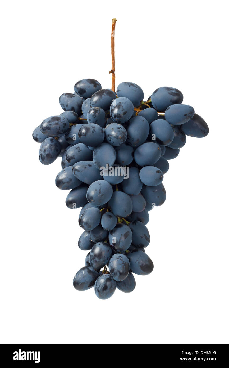Fresh blue grape cluster isolated on white background Stock Photo - Alamy