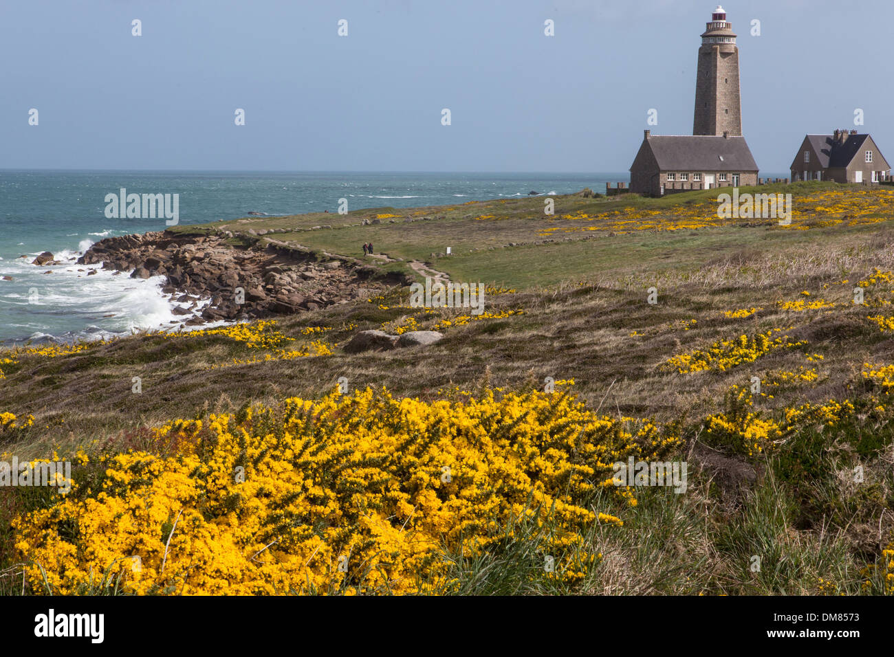 THE LIGHTHOUSE ON CAP LEVI, COASTAL LANDSCAPE WITH FLOWERING BROOM ...