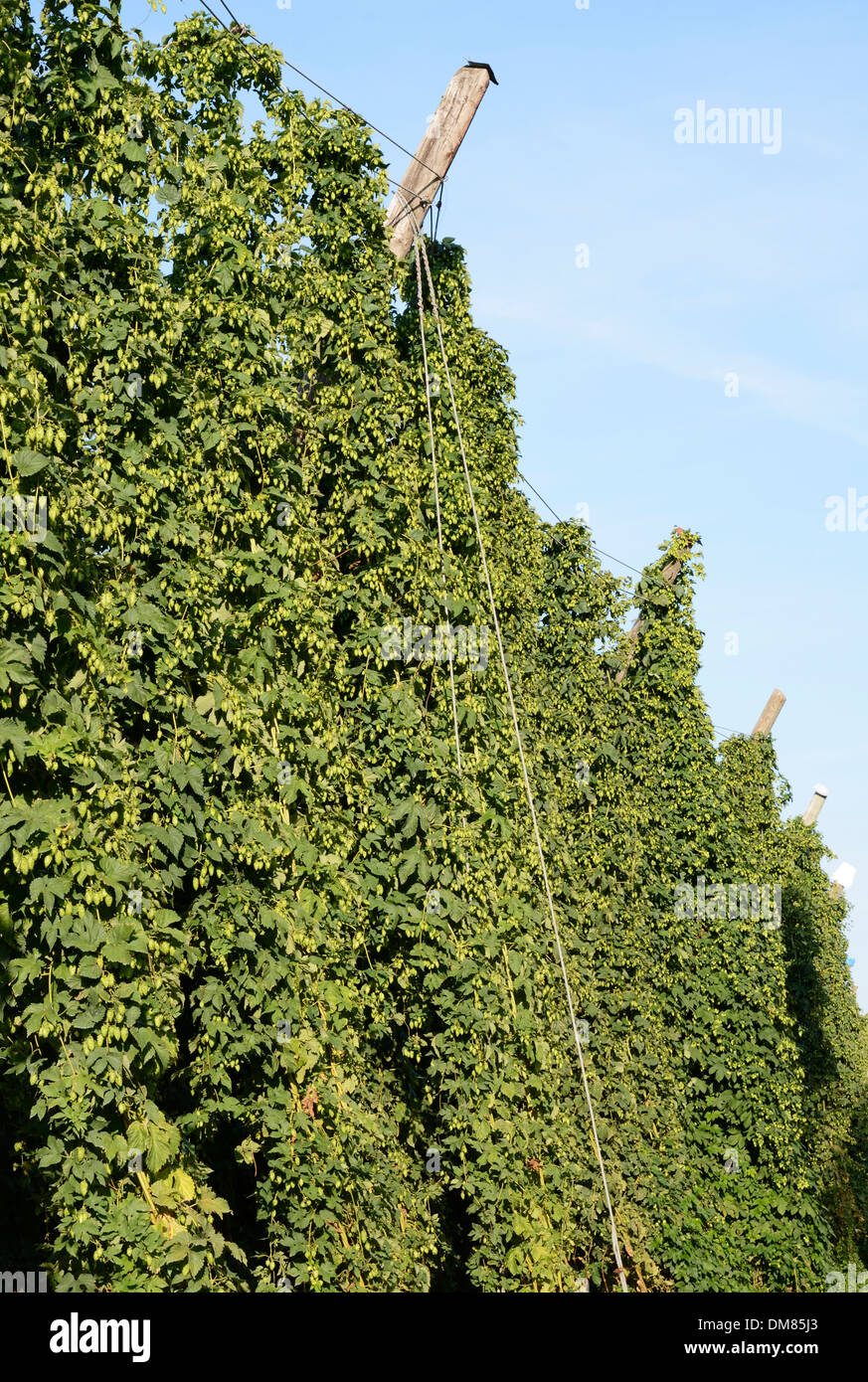 Growing hops in a hop garden Stock Photo - Alamy