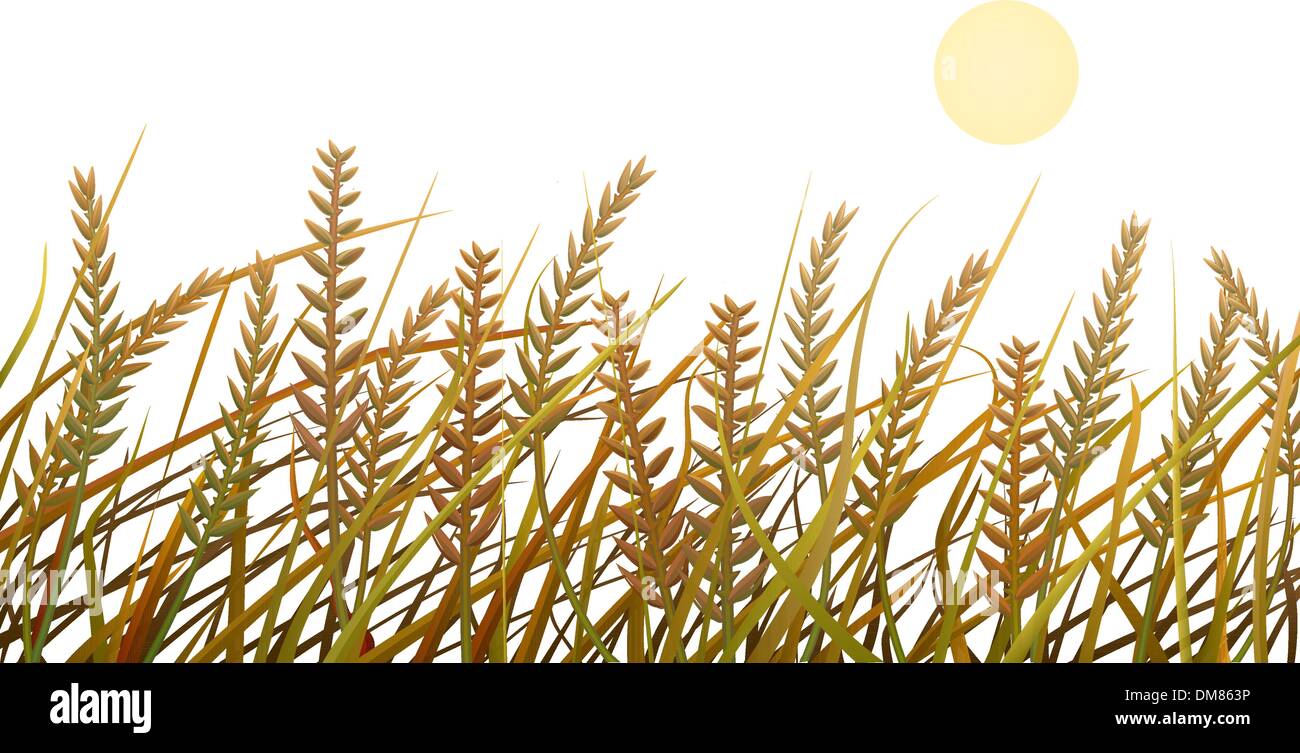 Rural view field growing Stock Vector Images - Alamy