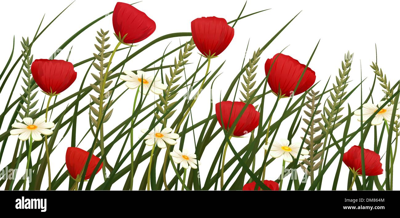 Summer meadow wild daisy Stock Vector Images - Alamy