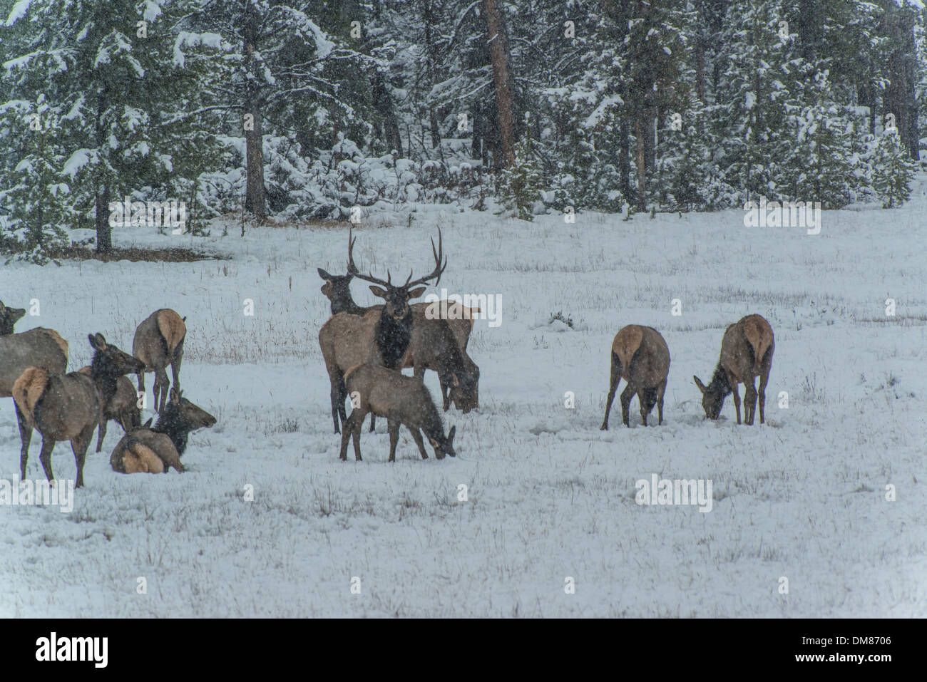 Elk herd snow hi-res stock photography and images - Alamy