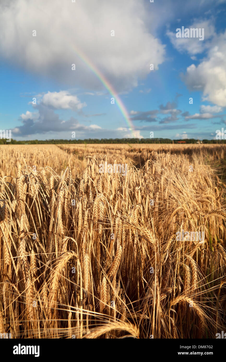 rainbow on blue sky over wheat field, Holland Stock Photo - Alamy