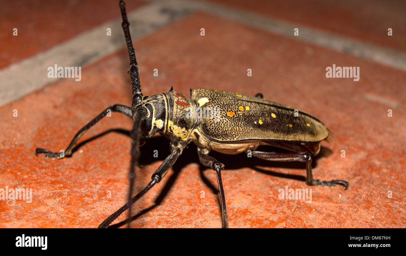 Beetle Insect Huge Phnom Penh Cambodia South East Asia Stock Photo - Alamy
