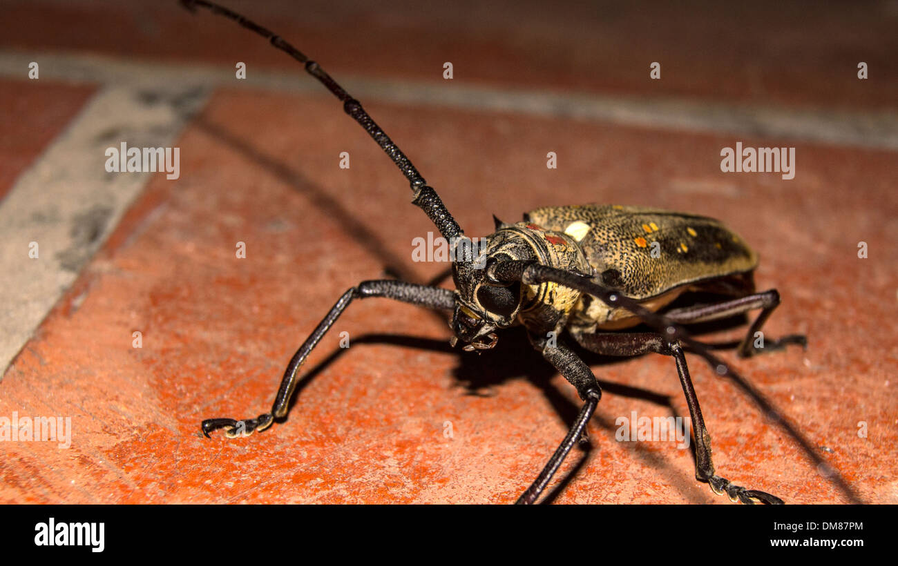 Beetle Insect Huge Phnom Penh Cambodia South East Asia Stock Photo - Alamy
