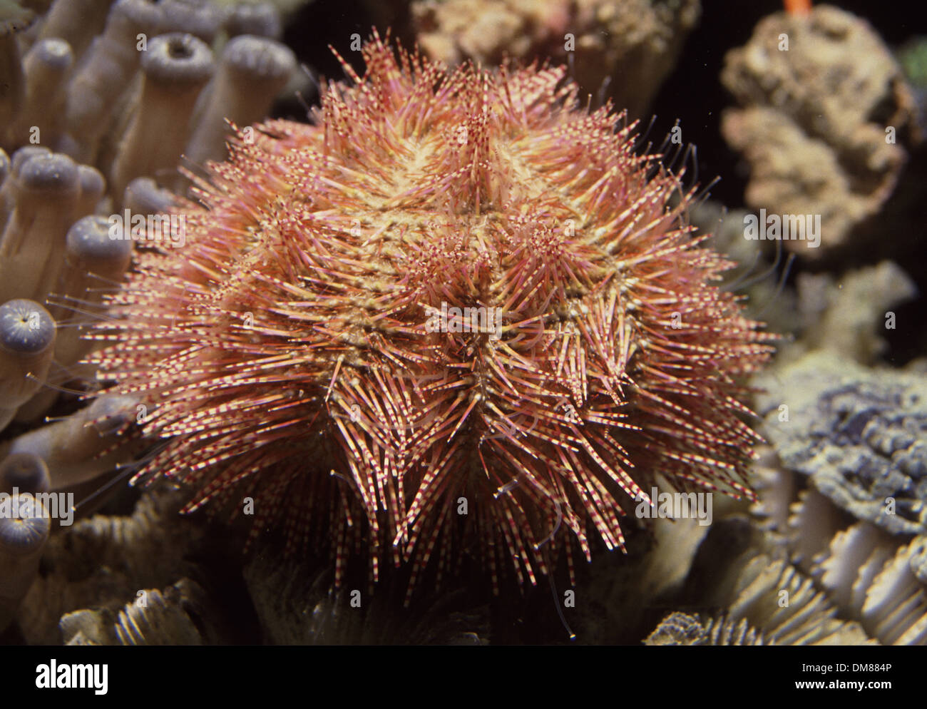 Salmacis High Resolution Stock Photography and Images - Alamy
