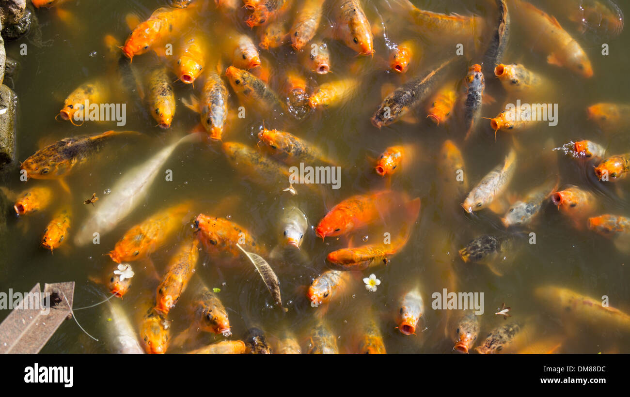 Carp Fish in pond crowded Hue Vietnam South East Asia Stock Photo - Alamy