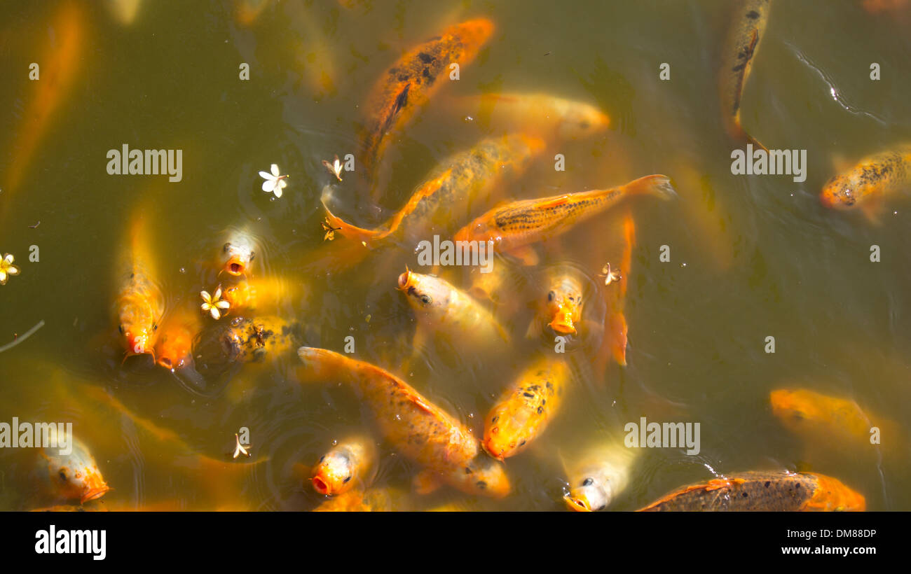 South east asia fish hi-res stock photography and images - Alamy