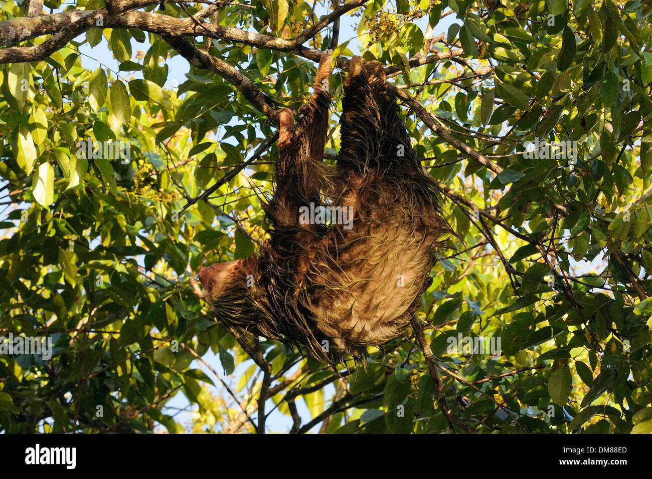 Sloth tree hi-res stock photography and images - Alamy
