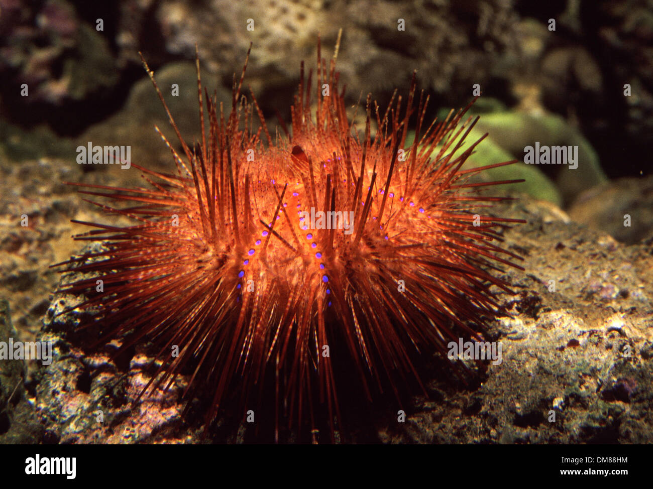 Magnificaent or Pale spine fire urchin (Astropyga magnifica Stock Photo ...