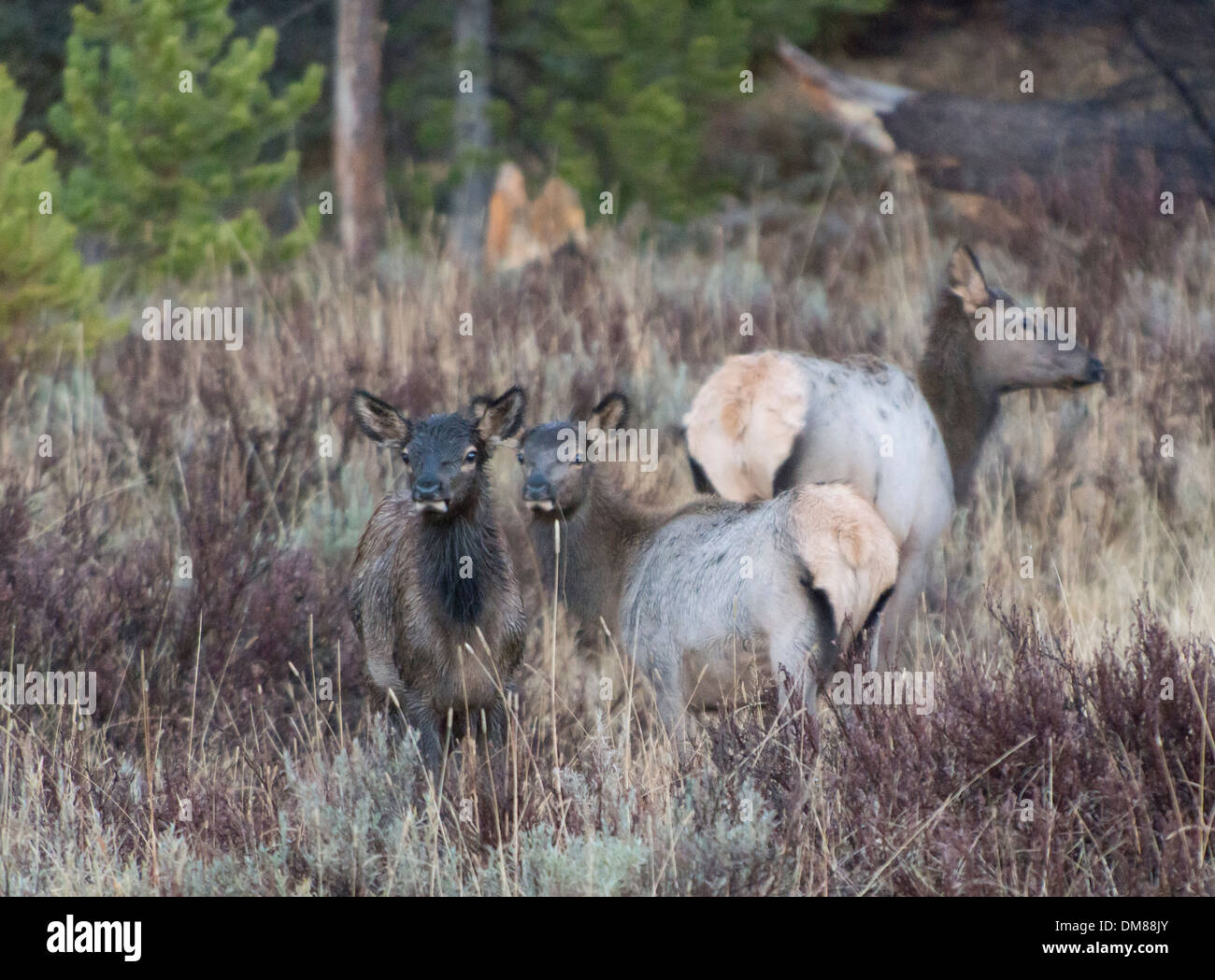 Three female elk hi-res stock photography and images - Alamy