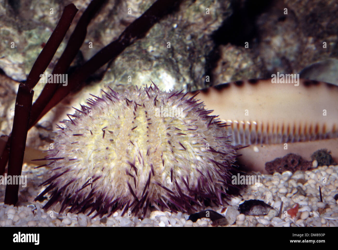 Pebble colector urchin (Pseudoboletia indiana Stock Photo - Alamy