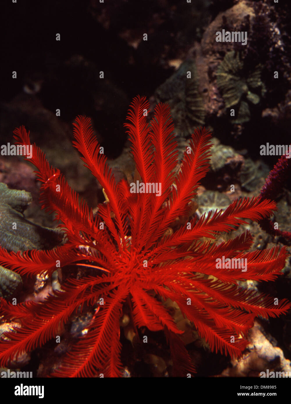 Red feather starfish (Himerometra robustipinna) in aquarium Stock Photo ...
