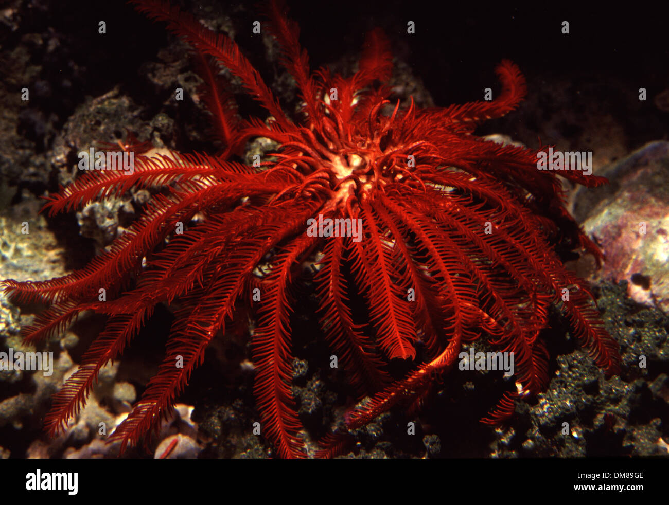 Red feather starfish (Himerometra robustipinna) in aquarium Stock Photo ...