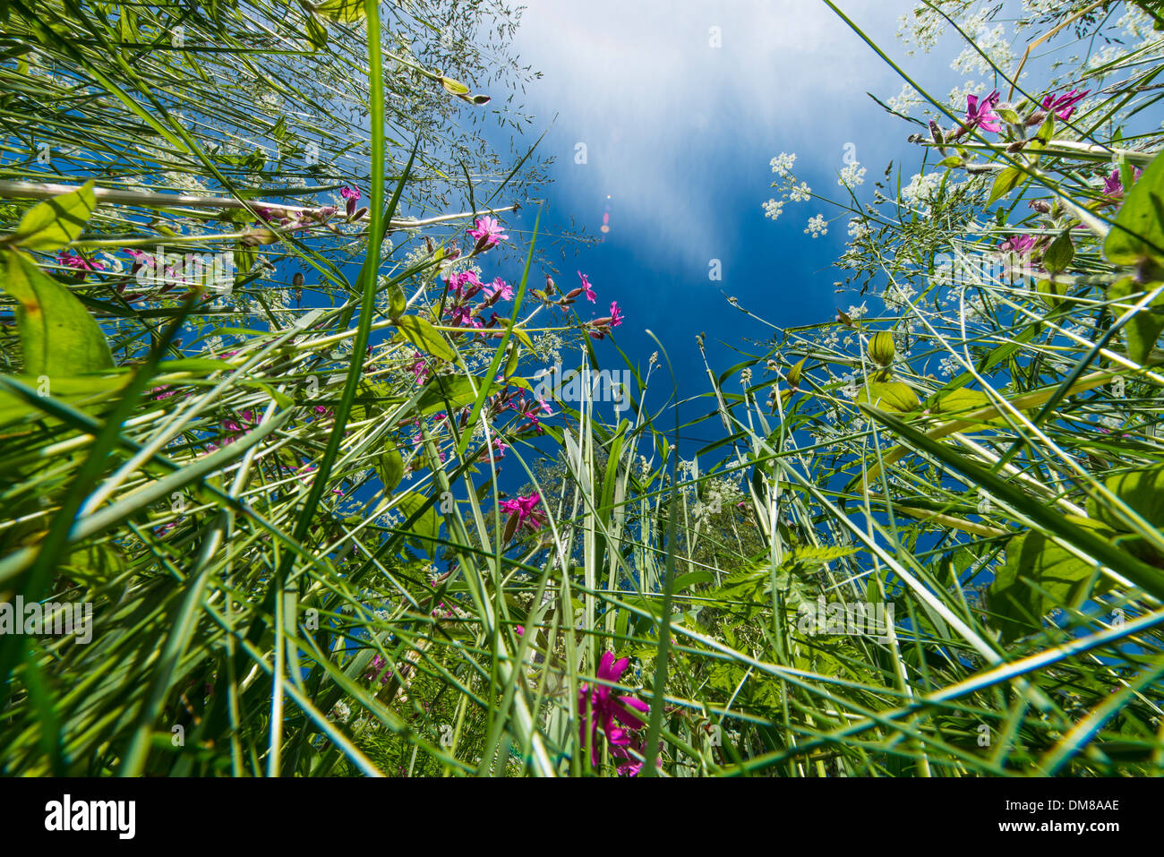 Wide angle from below hi-res stock photography and images - Alamy