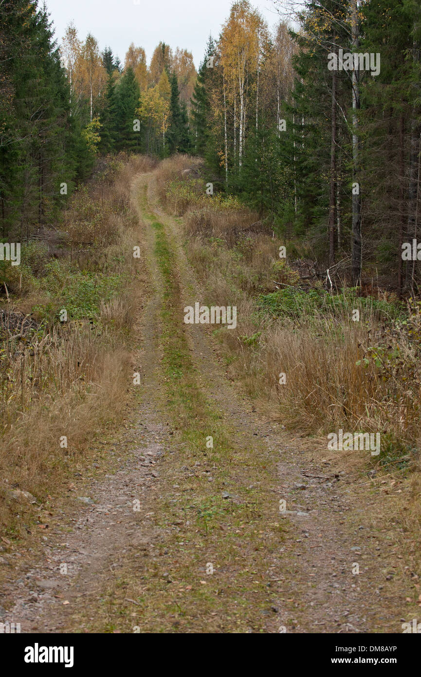 Overgrown forest hi-res stock photography and images - Alamy