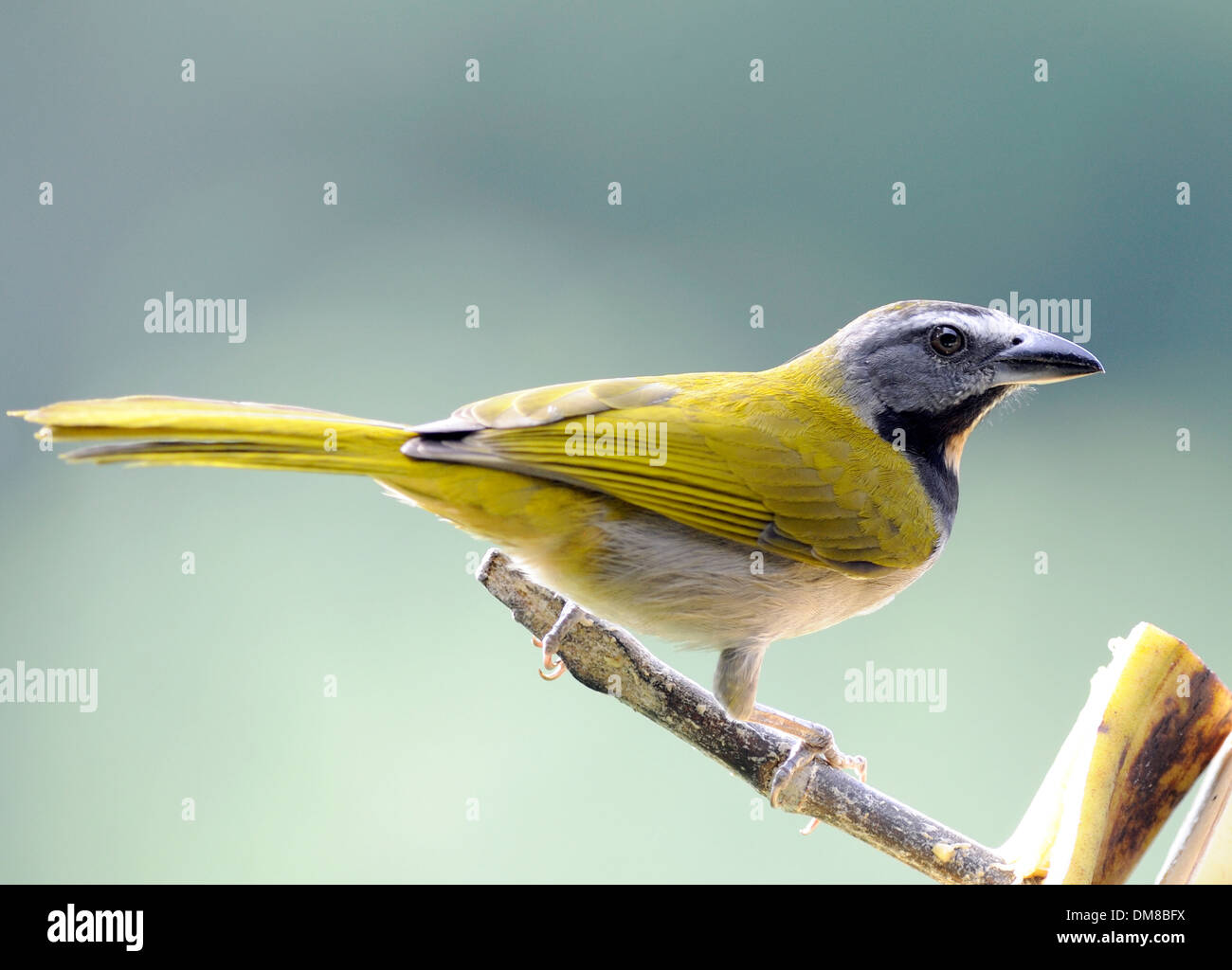 A Black-headed saltator (Saltator atriceps) eats banana at a feeding ...