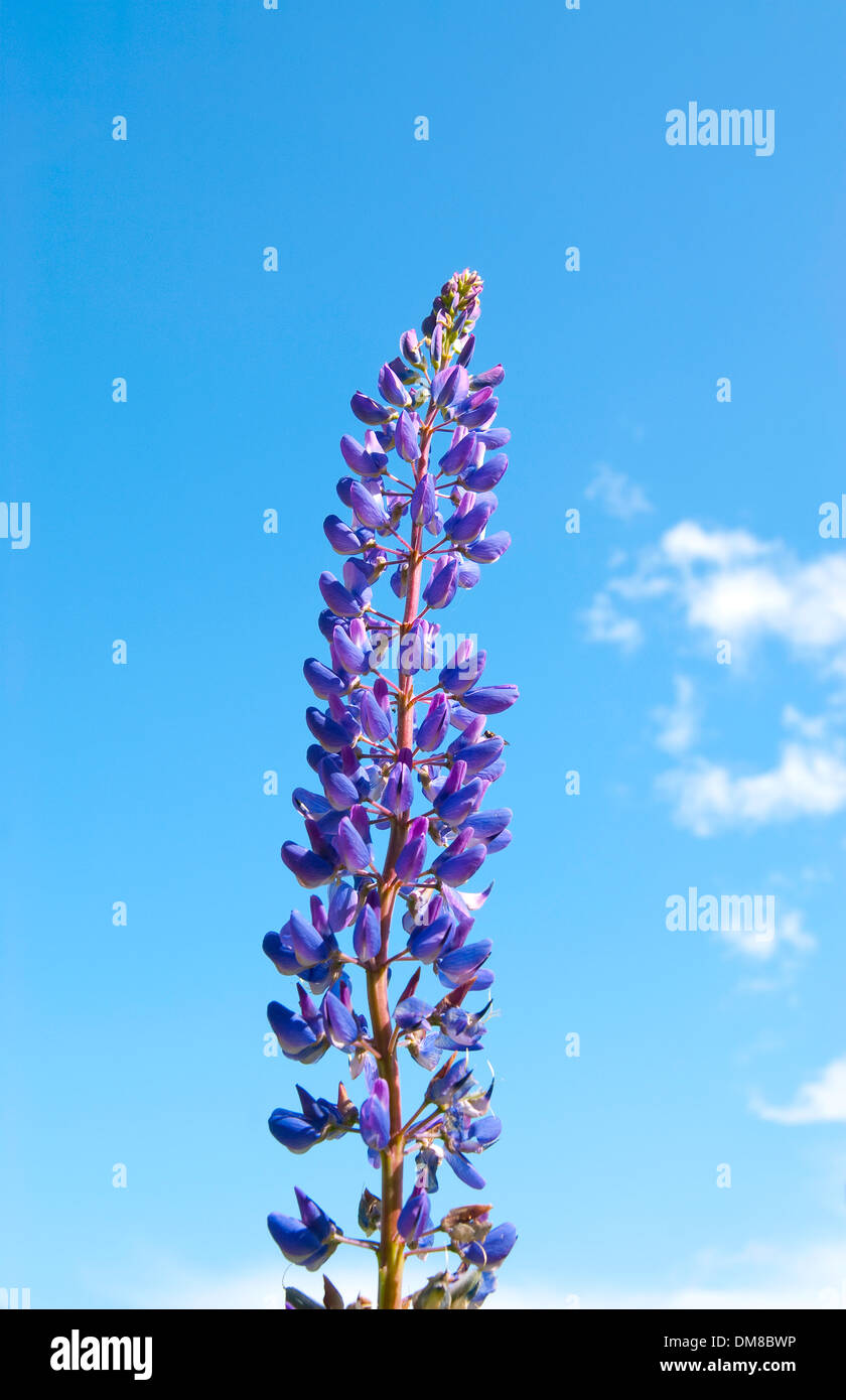 Garden lupin against a blue sky Stock Photo - Alamy
