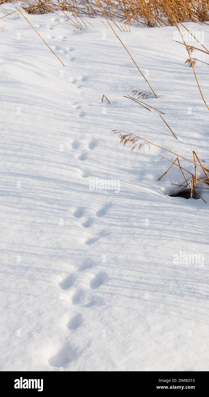 Rabbit tracks hi-res stock photography and images - Alamy