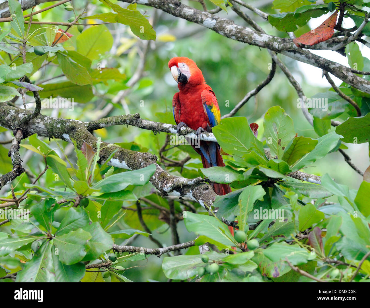 A Scarlet Macaw (Ara macao) feeding on the fruit, almendra, of an ...