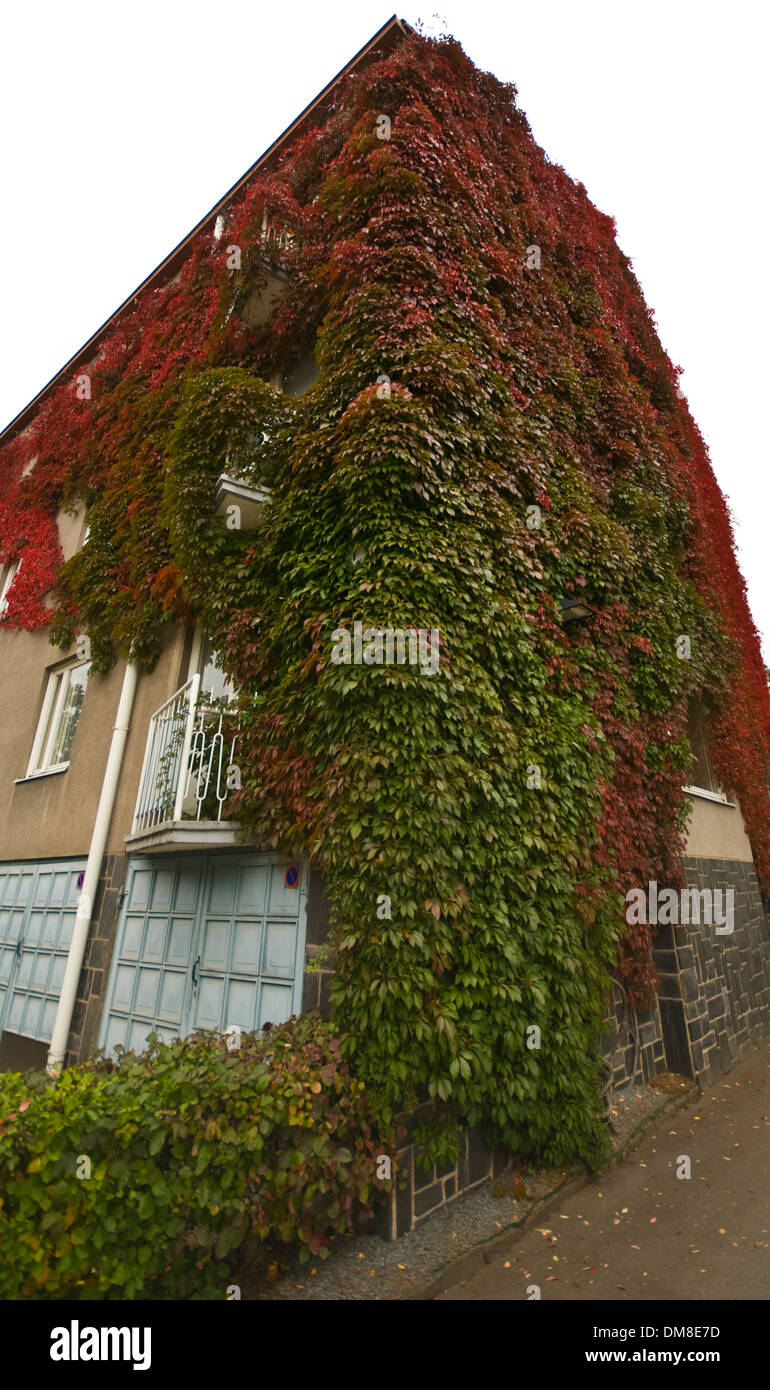 Ivy growing on houses hi-res stock photography and images - Alamy