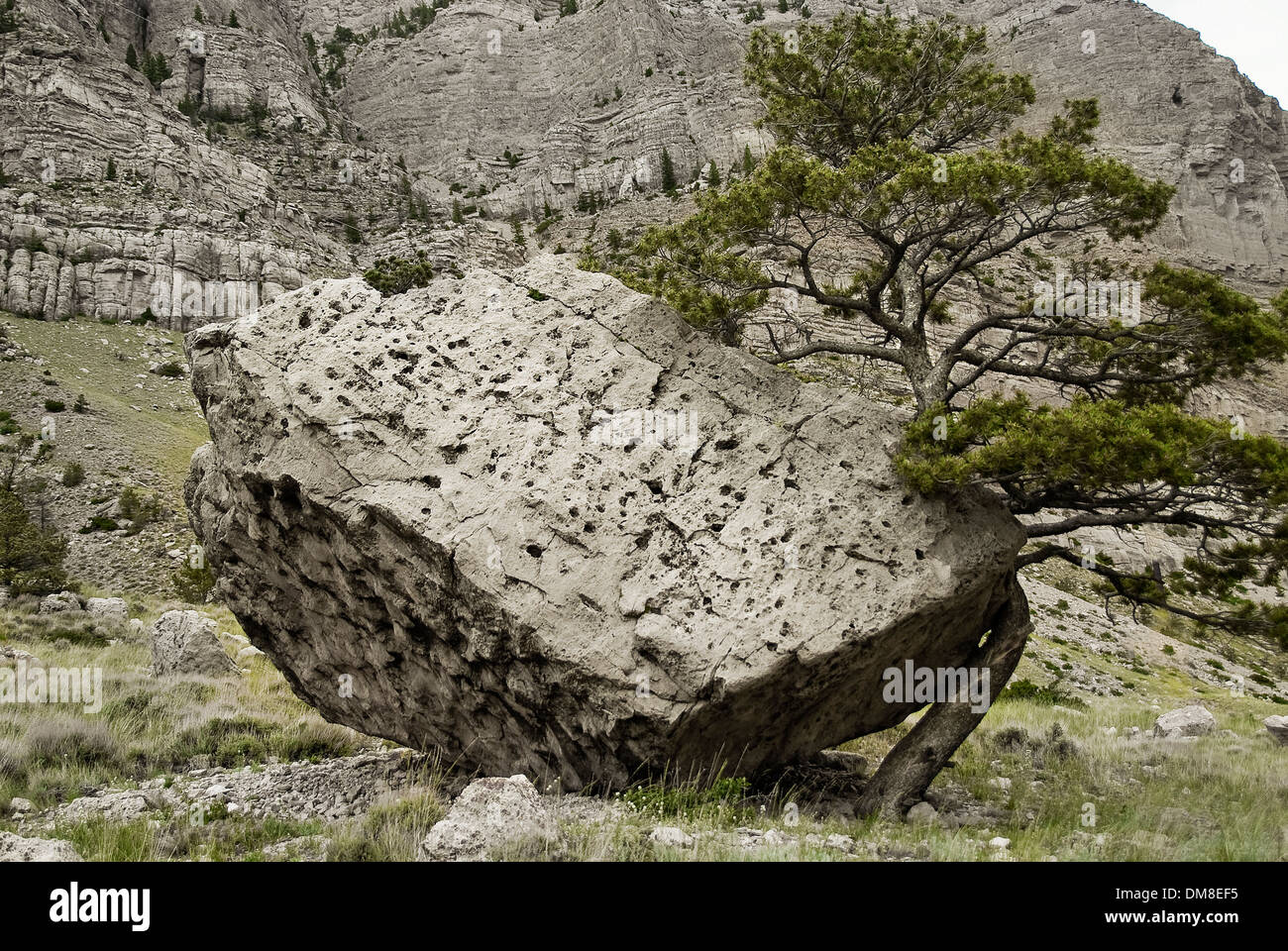 Tree growing around a rock Stock Photo - Alamy
