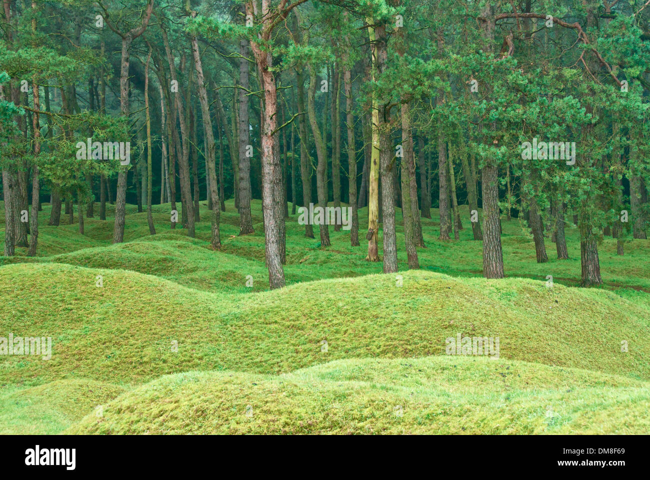 Vimy ridge trenches ww1 battle france world war one canadian hi-res ...