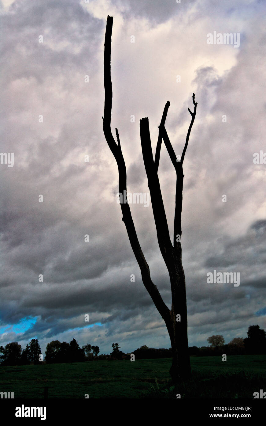 Beaumont-Hamel Newfoundland Memorial danger tree Stock Photo - Alamy