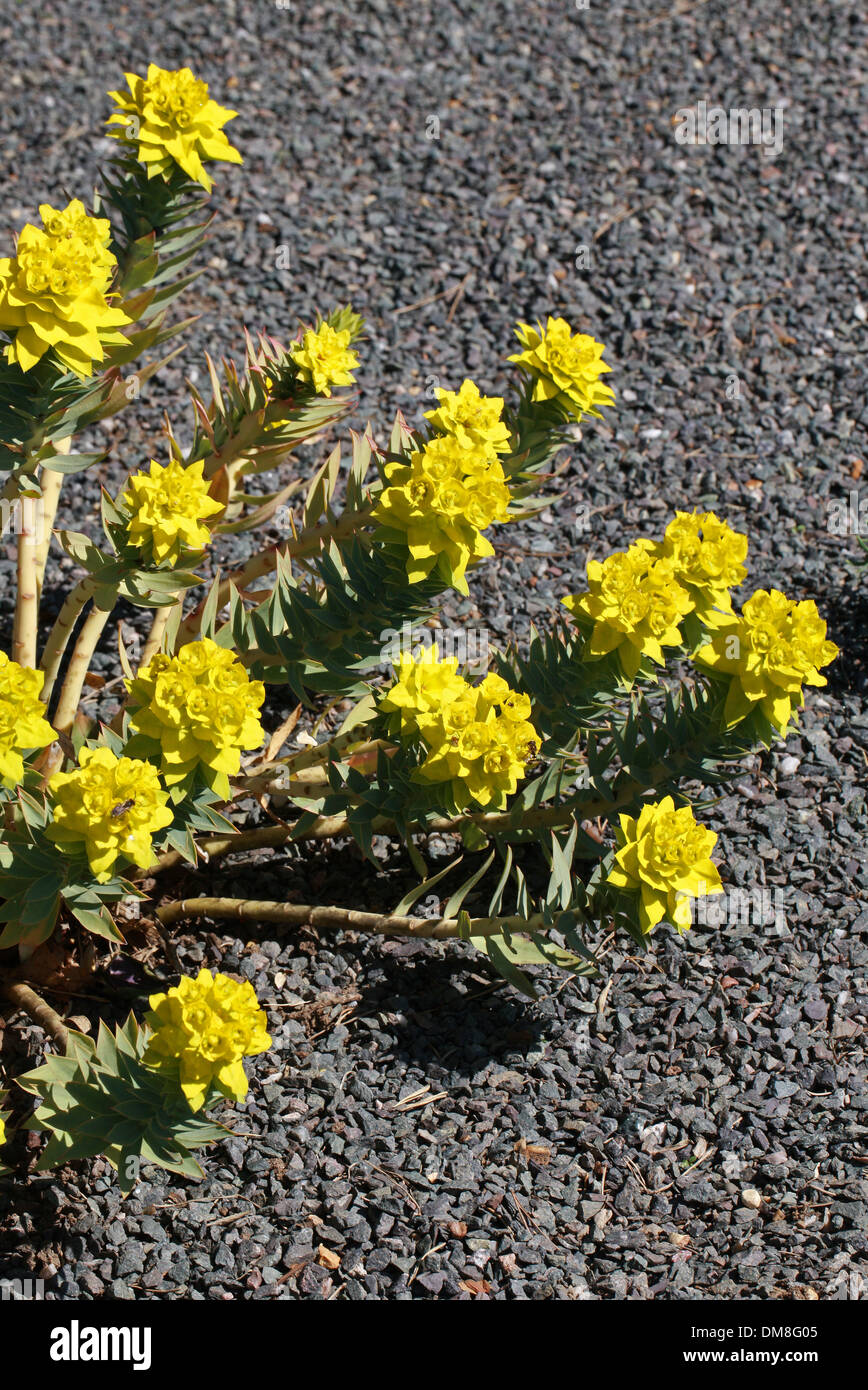 Silver Spurge, Gopher Plant, Gopher Spurge, Upright Myrtle Spurge, or ...