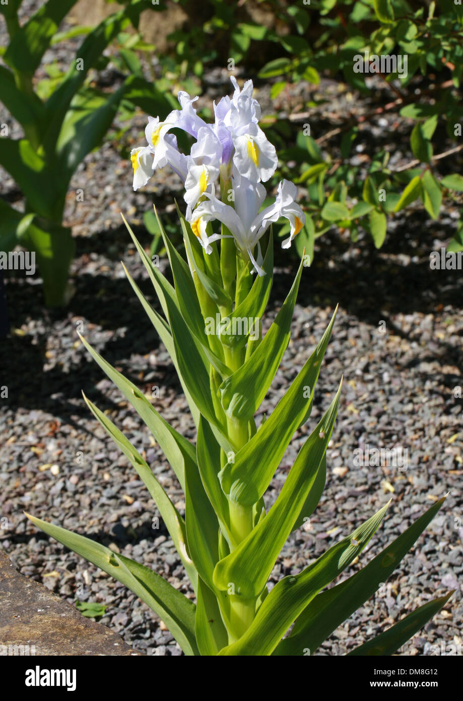 Iris magnifica "Margaret Mathew", Iridaceae Stock Photo - Alamy