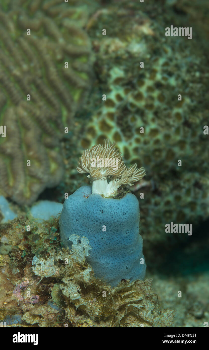 Xenia flowers hi-res stock photography and images - Alamy