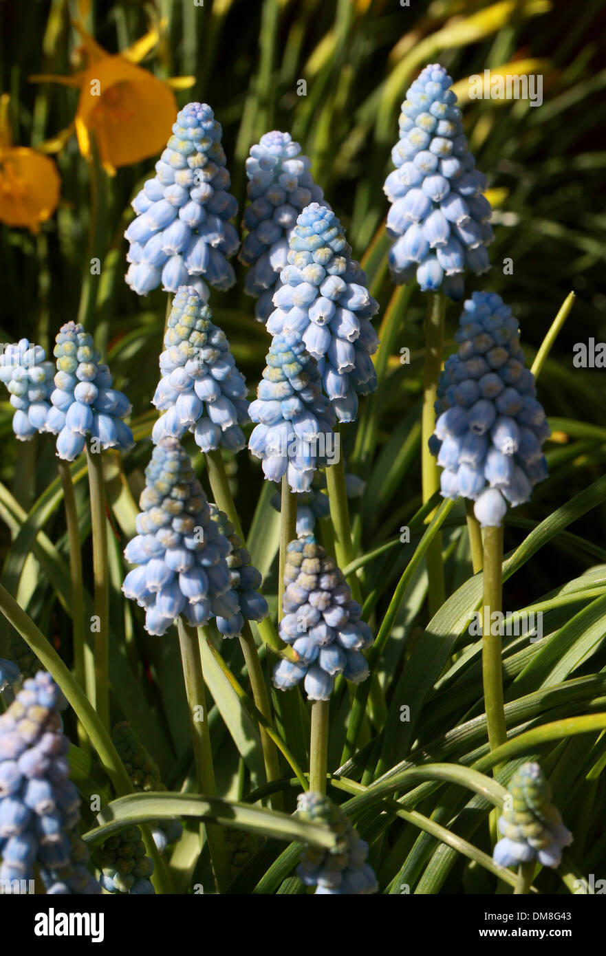 Grape Hyacinth, Muscari armeniacum "Valerie Finnis", Hyacinthaceae ...